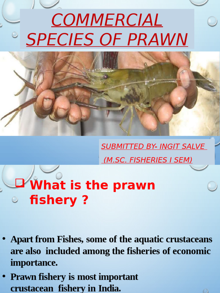 Types and Species of Prawns in India | PDF | Fishery | Coast