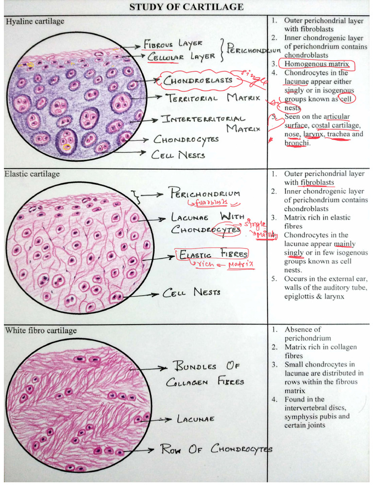 Histology diagrams(4)_220901_112832-1 | PDF