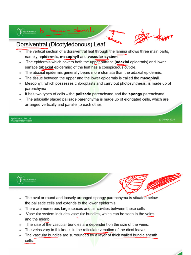 Dicot and Monocot Leaf Anatomy Explained | PDF | Leaf | Botany