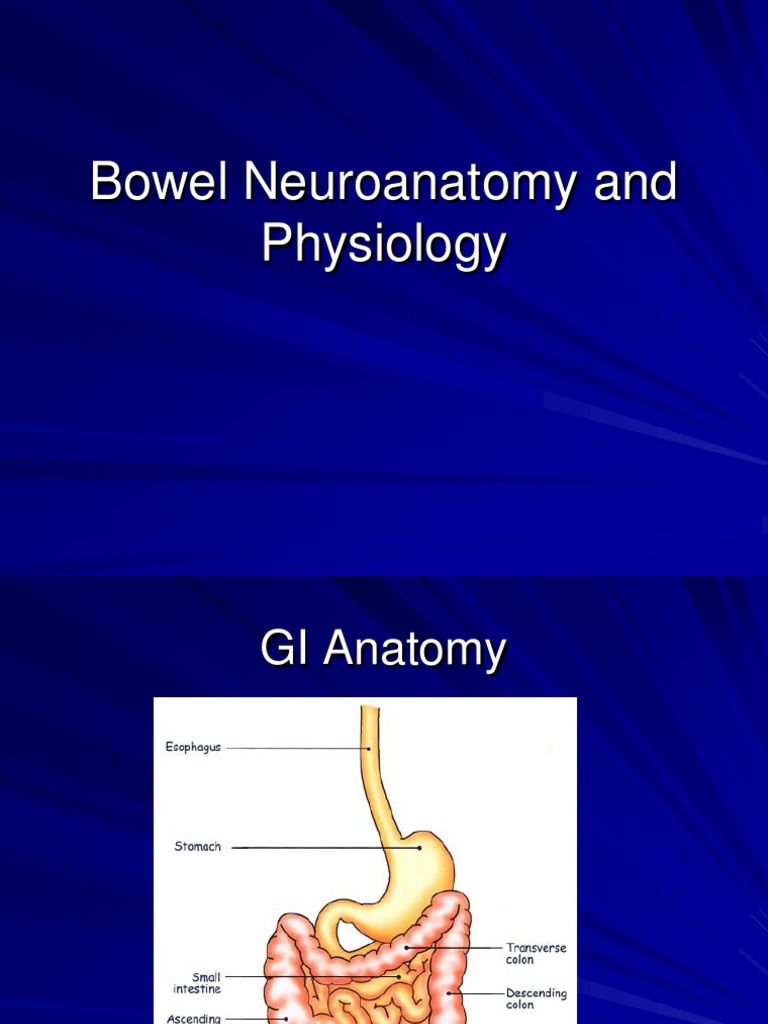 Bowel Neuroanatomy and Physiology | PDF | Gastrointestinal Tract ...
