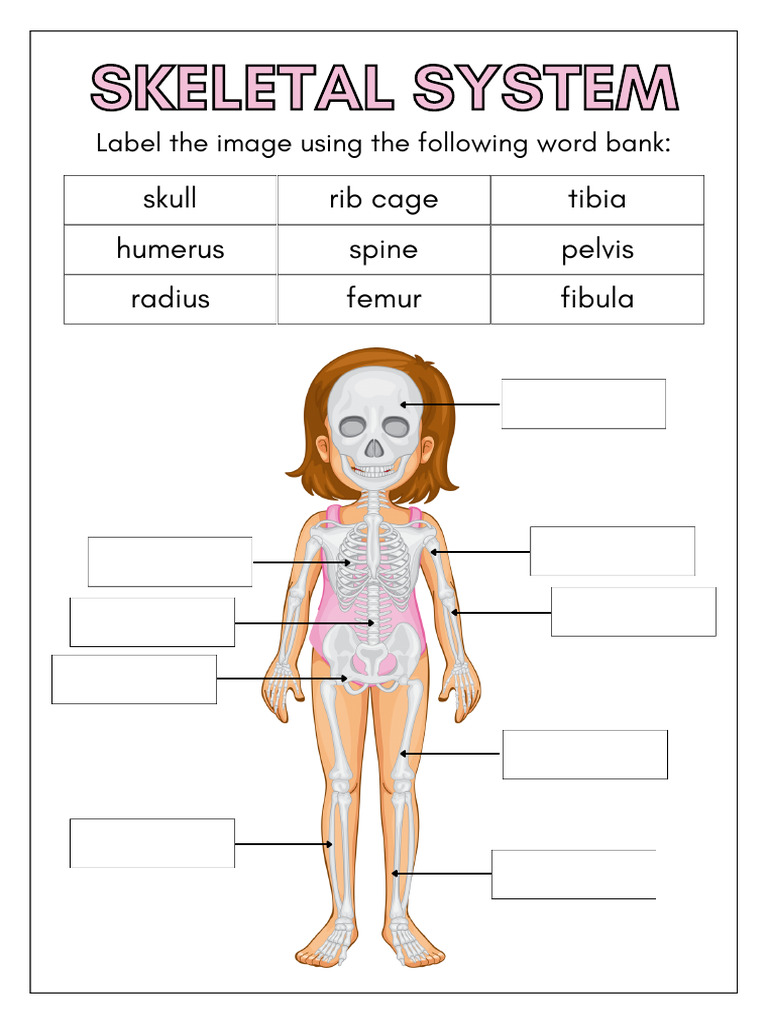 Human Skeletal System Anatomy Worksheet | PDF