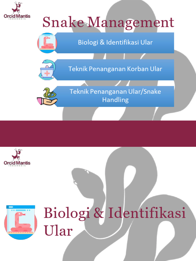 Mitos dan Fakta Ular di Indonesia | PDF