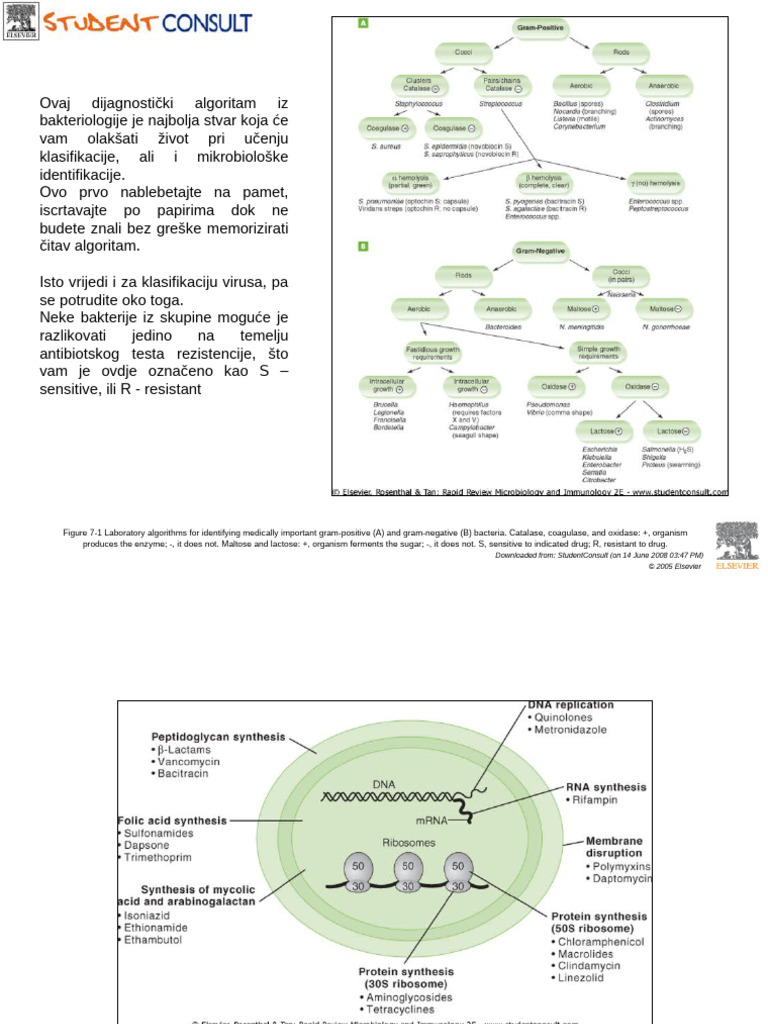 5 Najkorisnijih Stvari Iz Mikrobiologije | PDF
