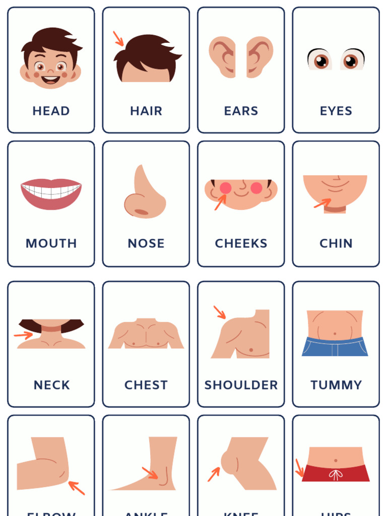Parts of The Body Flashcards | PDF