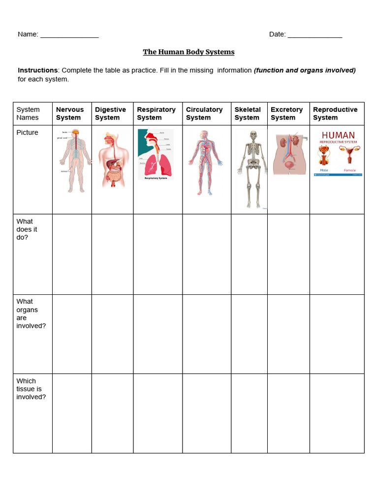 Filled Organ Systems Practice | PDF
