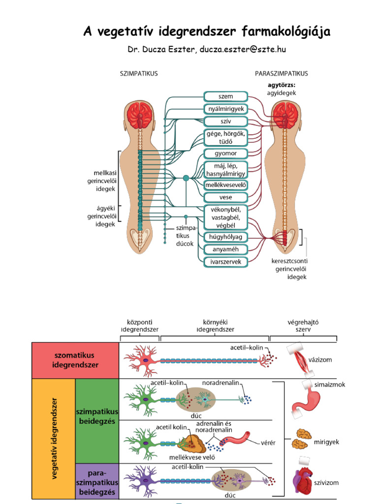 03 Vegetatív-Idegrendszer-Farmakológiája 2024 | PDF
