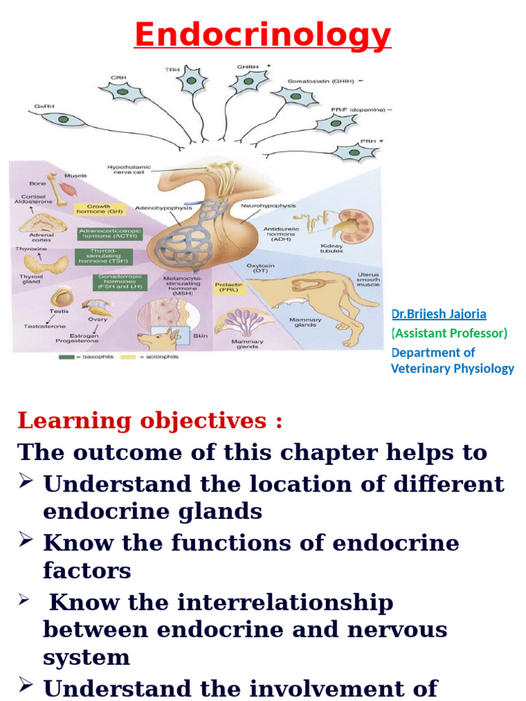 Endocrinology 121619 | PDF | Pancreas | Adrenocorticotropic Hormone