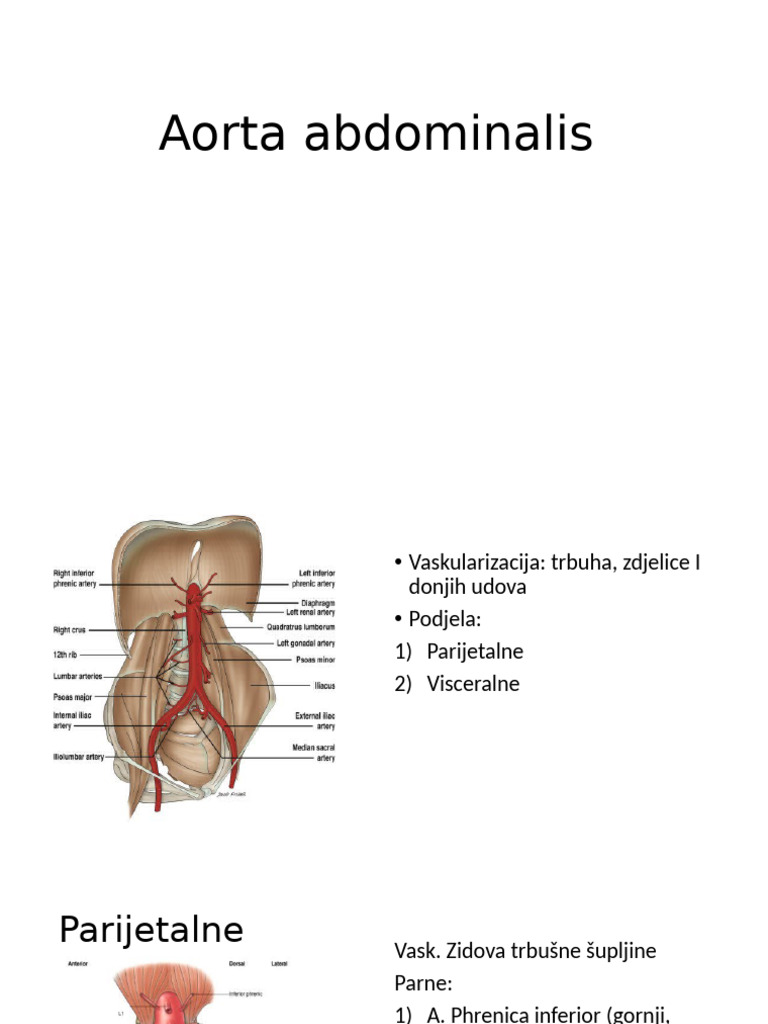 Arterije Abdomena I Karlice | PDF