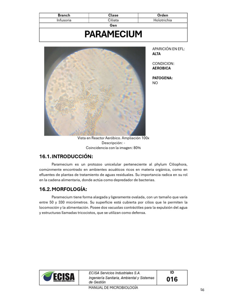 Paramecium: Características y Hábitat | PDF | Ciencias de la vida ...