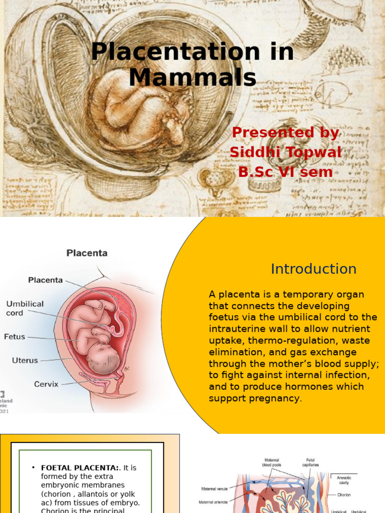Mammalian Placenta: Types and Functions | PDF | Uterus | Placenta