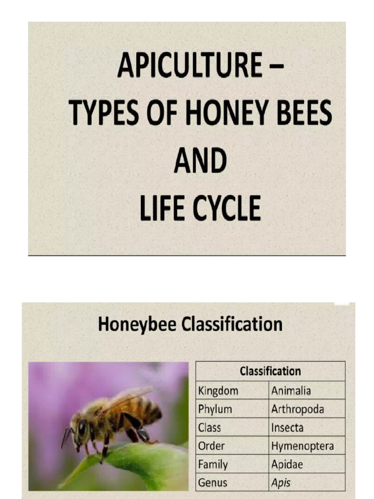 Apiculture CS | PDF