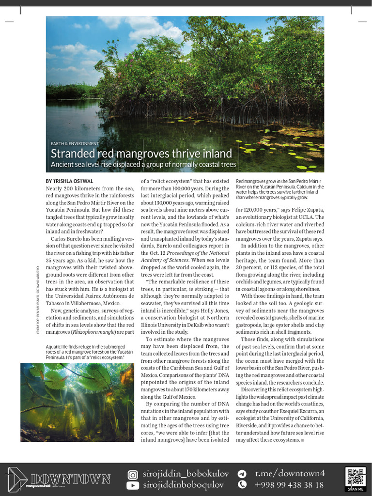 Natural Science Article 12 Stranded Mangroves | PDF | Mangrove | Coast