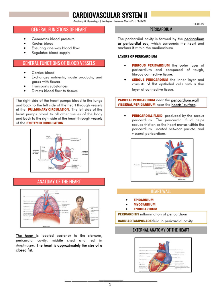 CARDIOVASCULAR SYSTEM II (Trans) | PDF | Heart Valve | Heart