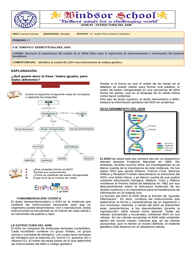Estructura y Función del ADN | PDF | Adn | Nucleótidos