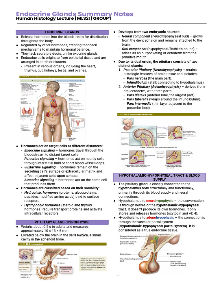 Endocrine Glands Overview and Functions | PDF | Pituitary Gland | Thyroid