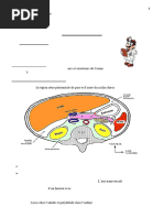 Anatomie de la Loge Rénale et Pédicule | PDF | Péritoine | Rein