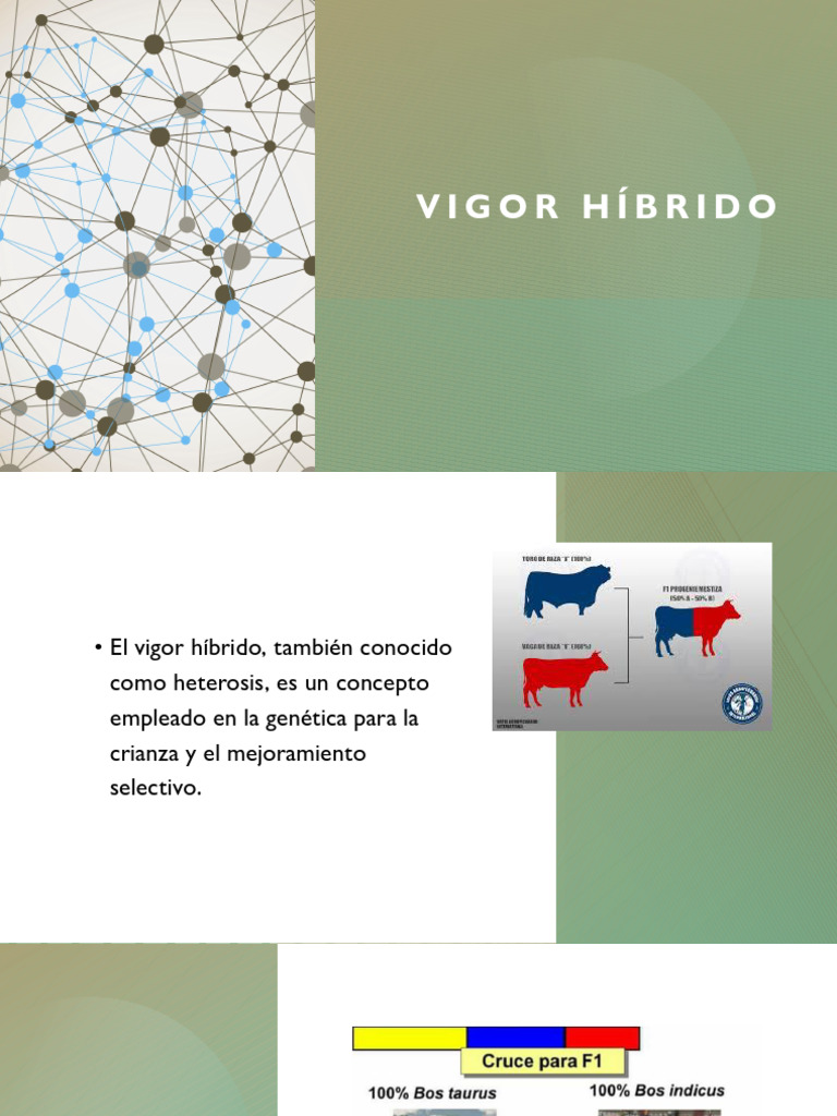 Vigor Hibrido | PDF