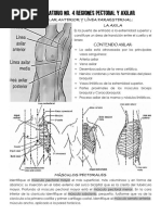 Región Axilar Resumen Prrre | PDF | Tórax | Anatomía humana