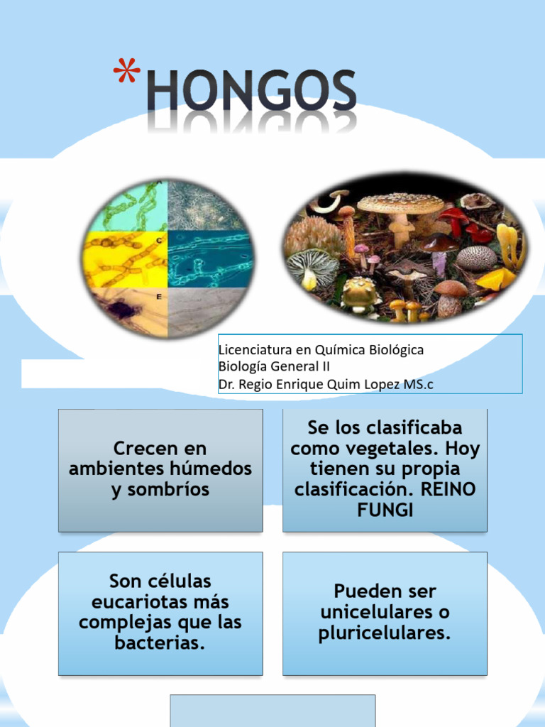 Clasificacion de Los Hongos | PDF | Hongo | Simbiosis