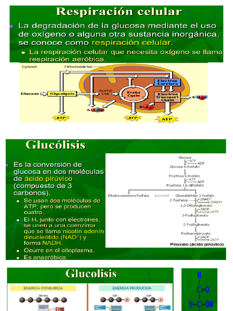 RESPIRACION CELULAR | PDF