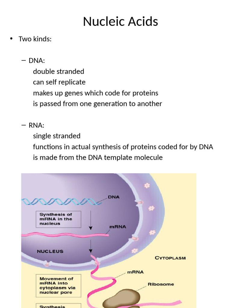 DNA RNA Structure | PDF