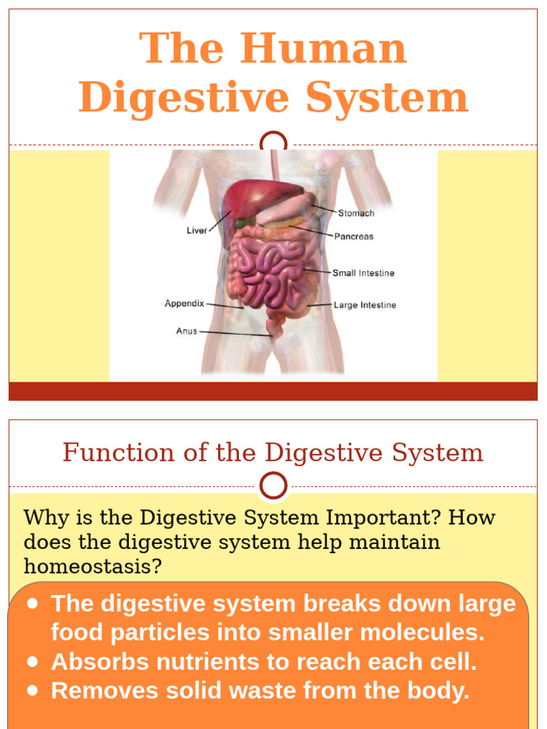 Digestive System Power Point | PDF | Digestion | Small Intestine