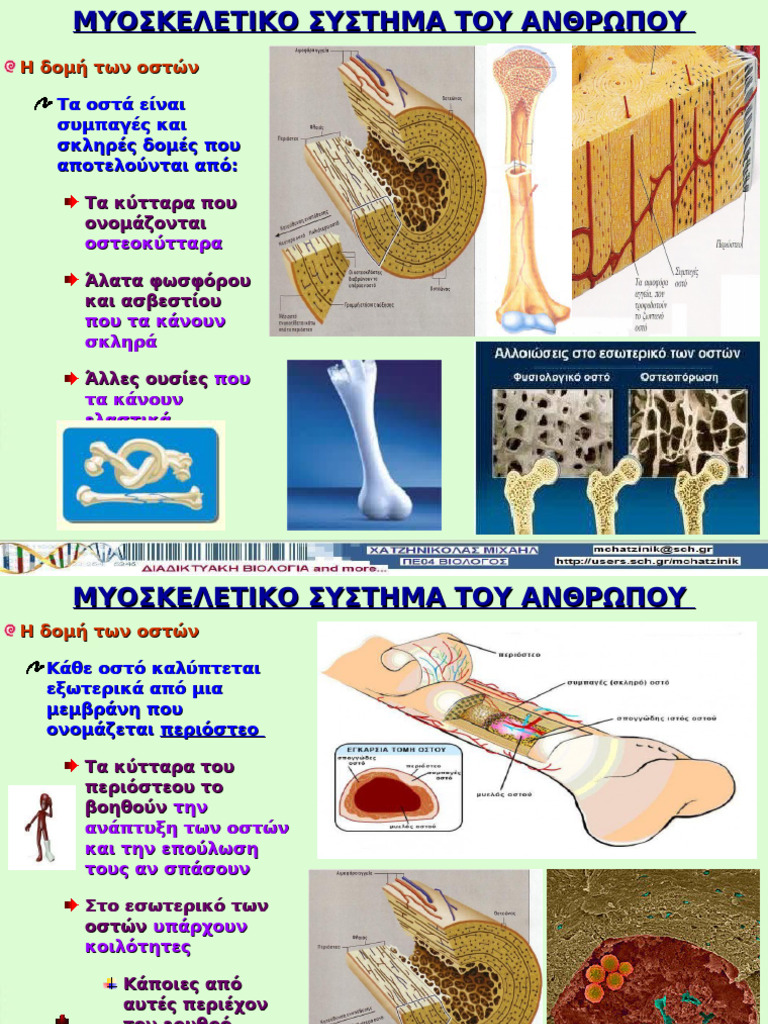 Mioskeletiko Sistima Tou Anthropou Enotita B | PDF