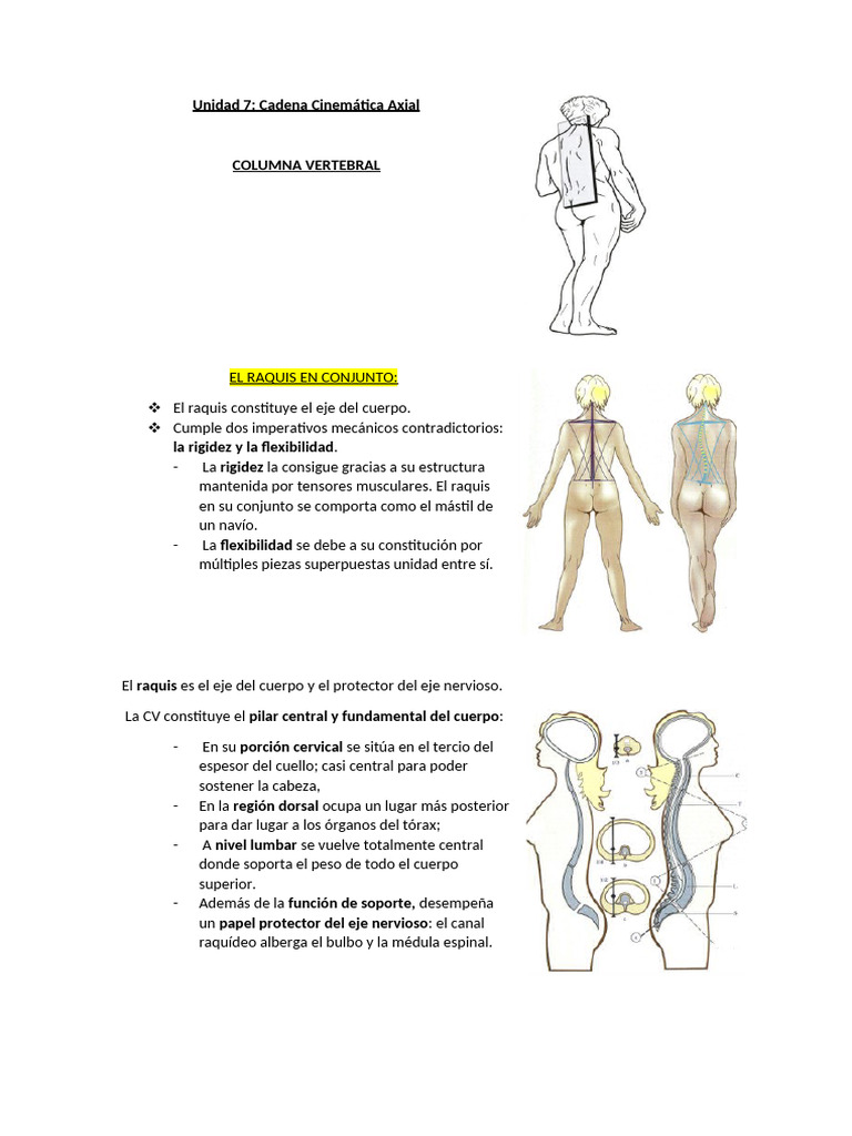 Cadena Cinemática Axial | PDF | La columna vertebral | Pelvis