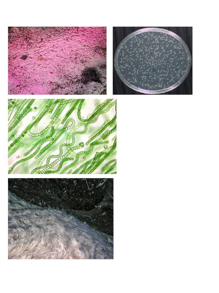 Microbiology Pictures | PDF