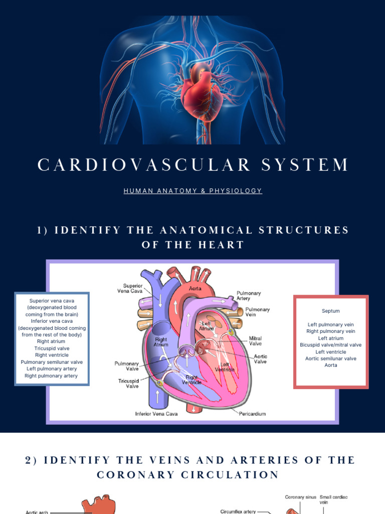 Cardiovascular System Study Notes For Anatomy | PDF | Heart Valve | Heart