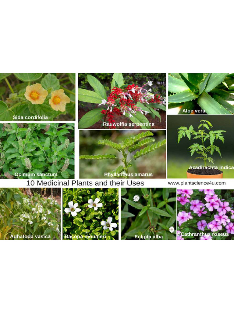 10 Medicinal Plants and Their Uses | PDF