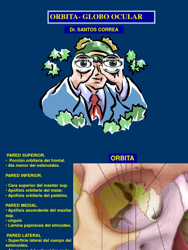 Anatomía Completa de la Órbita Ocular | PDF | Ojo humano | Órganos ...
