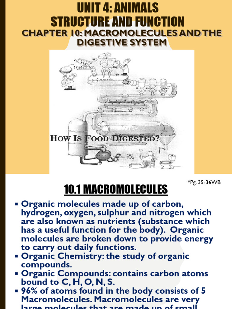 Digestive System and Macromolecules | PDF | Stomach | Small Intestine