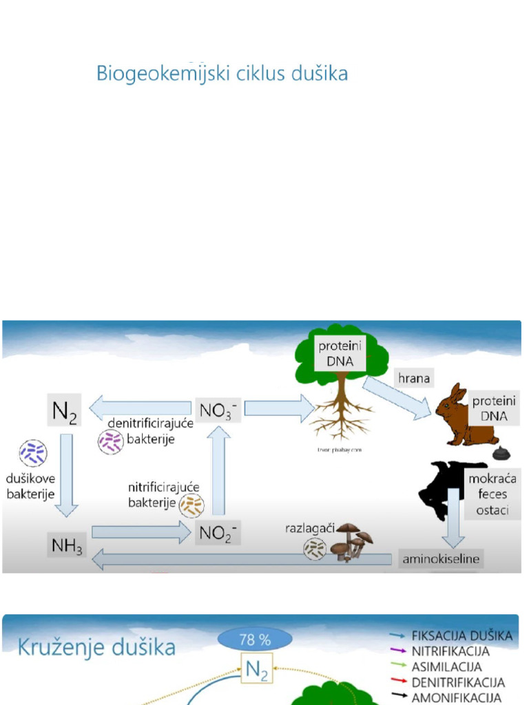 Biogeokemijski Ciklus Dušika | PDF