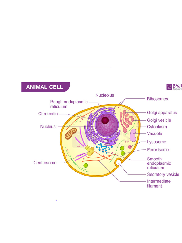 Animal Cells Are Eukaryotic Cells That Contain A Membrane | PDF