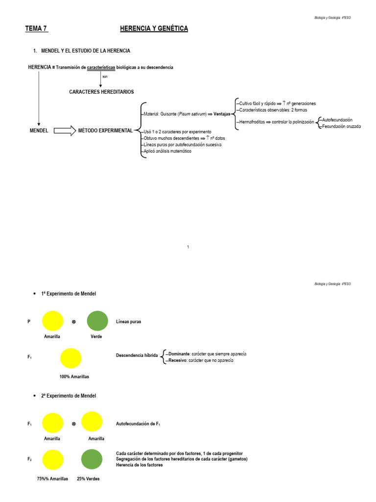 Tema 7. Herencia y Genética | PDF | Alelo | Dominancia (Genética)