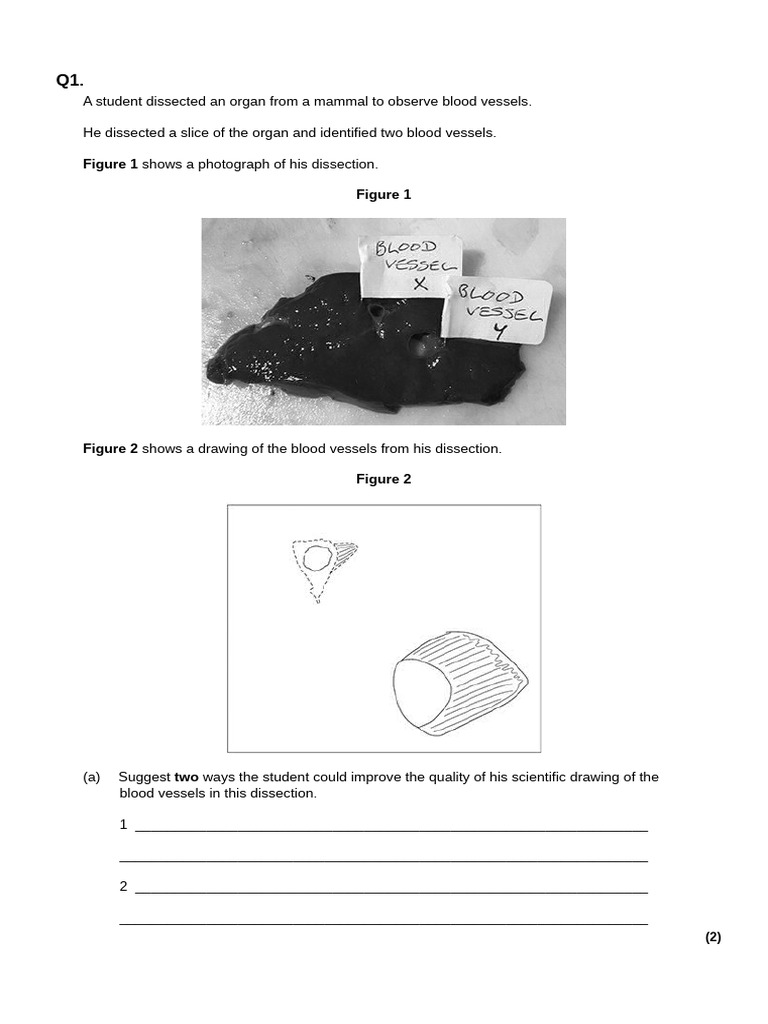 Req Prac 5 Heart Dissection - Prep Qs | PDF | Heart Valve | Coronary Circulation