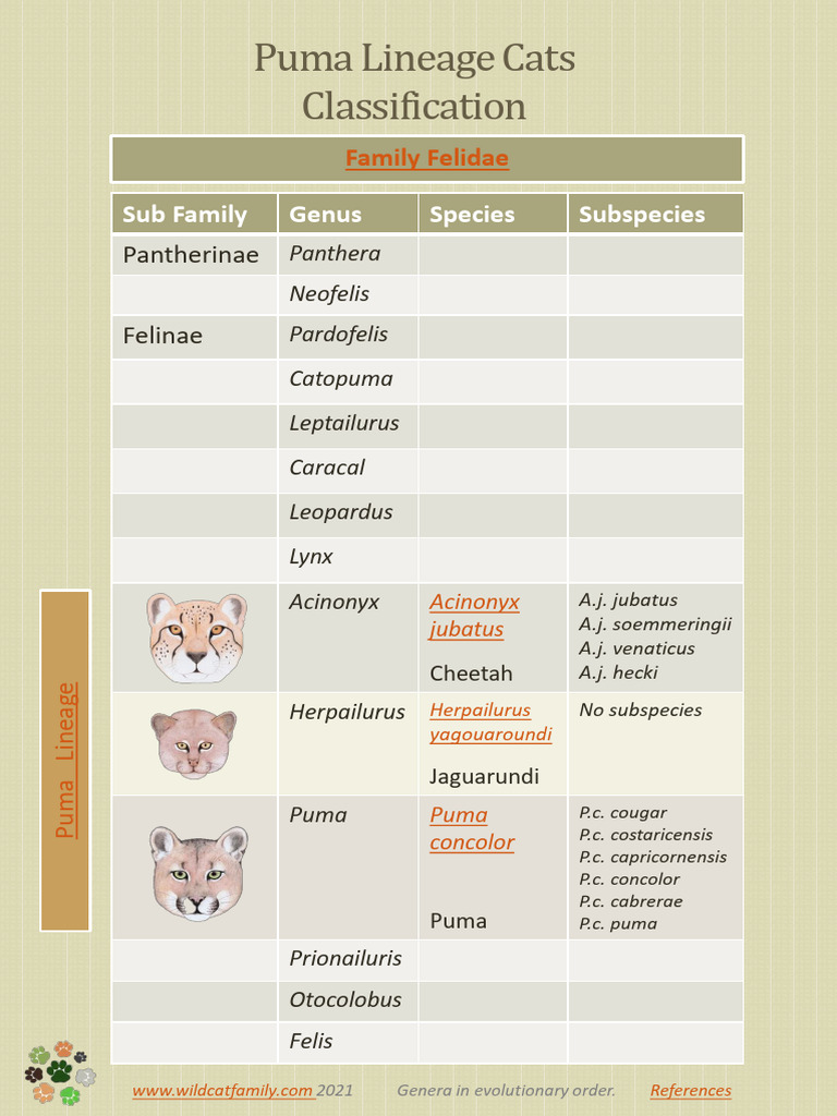 Puma-Lineage-Cats-Classification-Chart | PDF