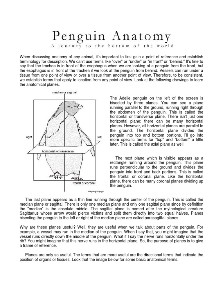 Biology of Penguins | PDF | Heart | Respiratory System