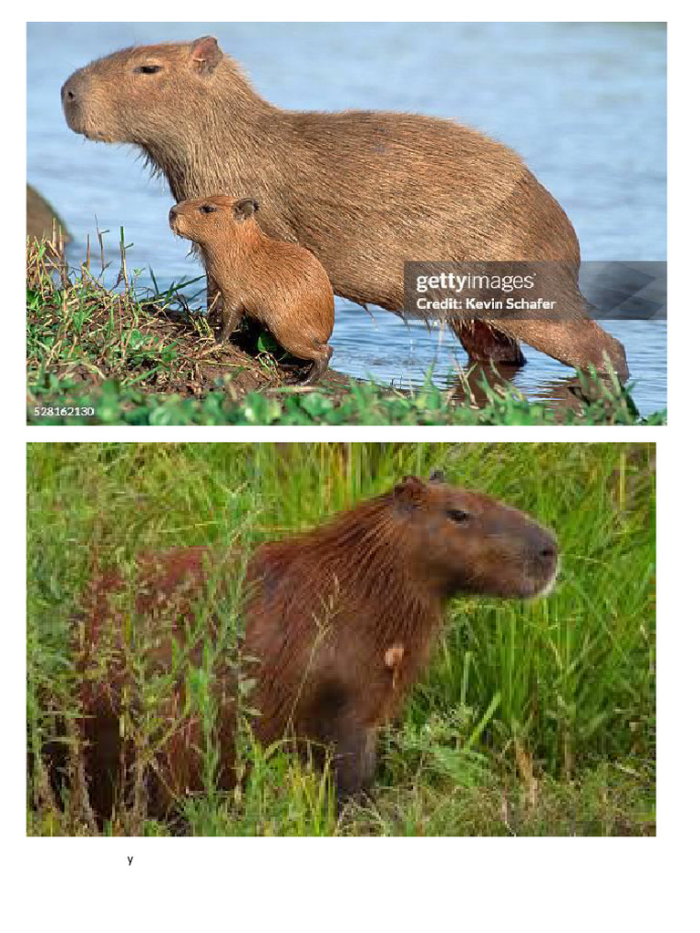 Capybara 1 | PDF