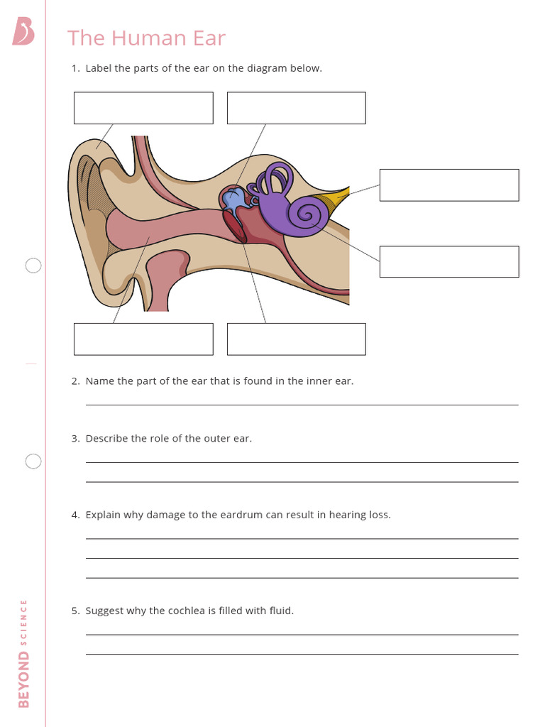 The Human Ear | PDF