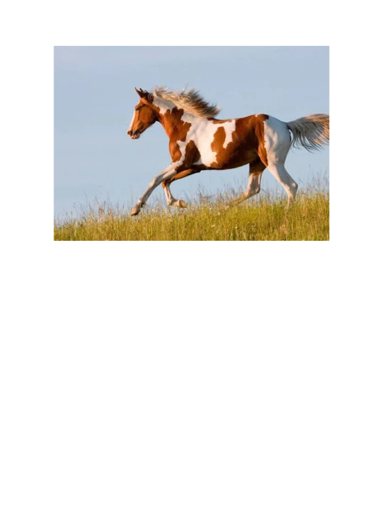Caballo | PDF