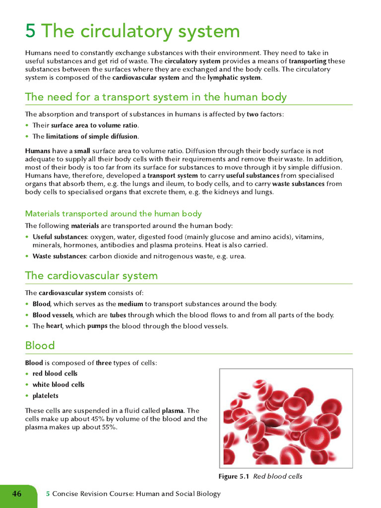HSB - Notes - Circulatory | PDF | Atrium (Heart) | Heart
