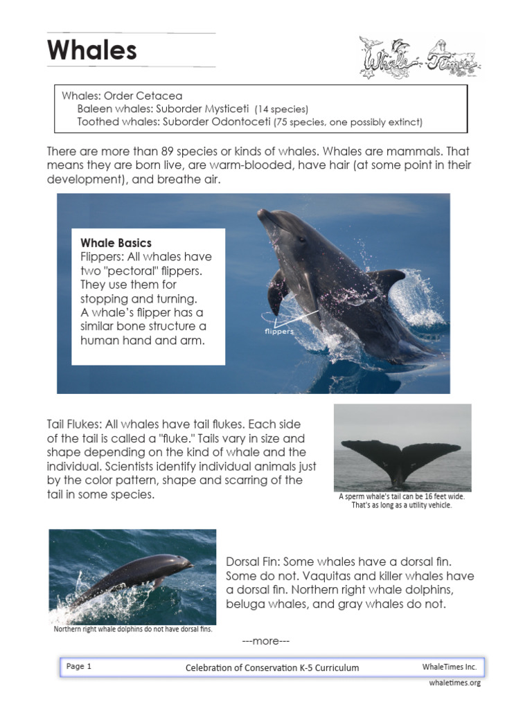 WHALES-FACT-SHEET-Whales-Celebration-of-Conservation-k5-Booklet-1-Fact ...