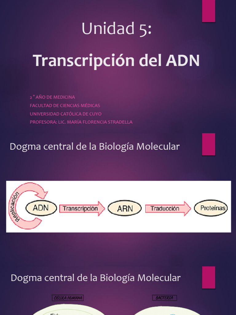 U5 Transcripción del ADN | PDF | Messenger Rna | Rna