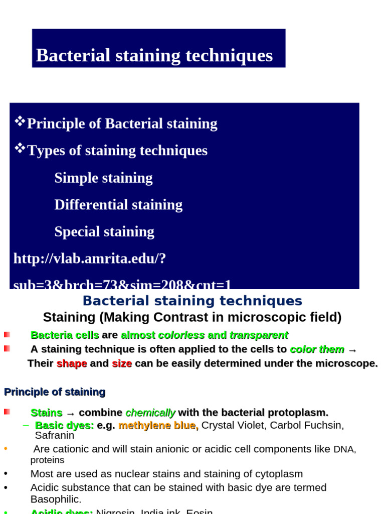 2. Bacterial Staining Handout | PDF | Staining | Bacteria