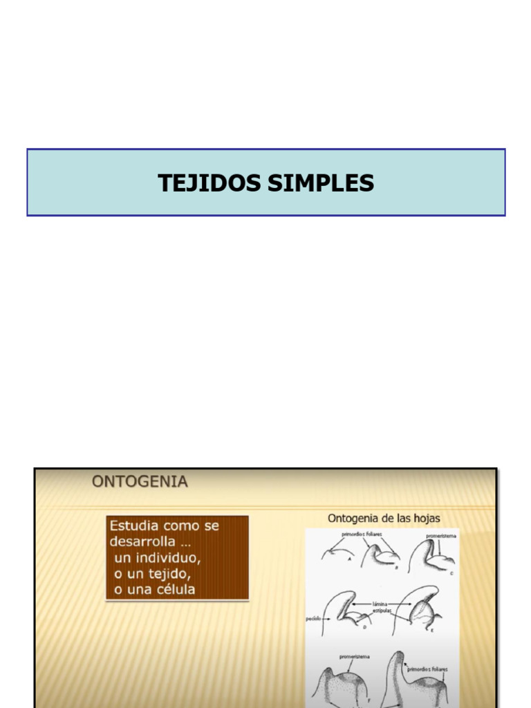 3. TEJIDOS SIMPLES, ANATOMÍA, 2024 | PDF | Raíz | Tallo de la planta