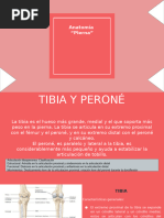 Tibia y Perone | PDF | Sistema esquelético | Anatomía humana