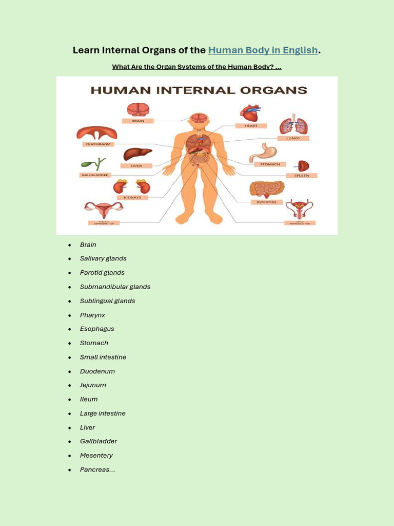 Human Body Organs and Systems Explained | PDF | Gastrointestinal Tract ...