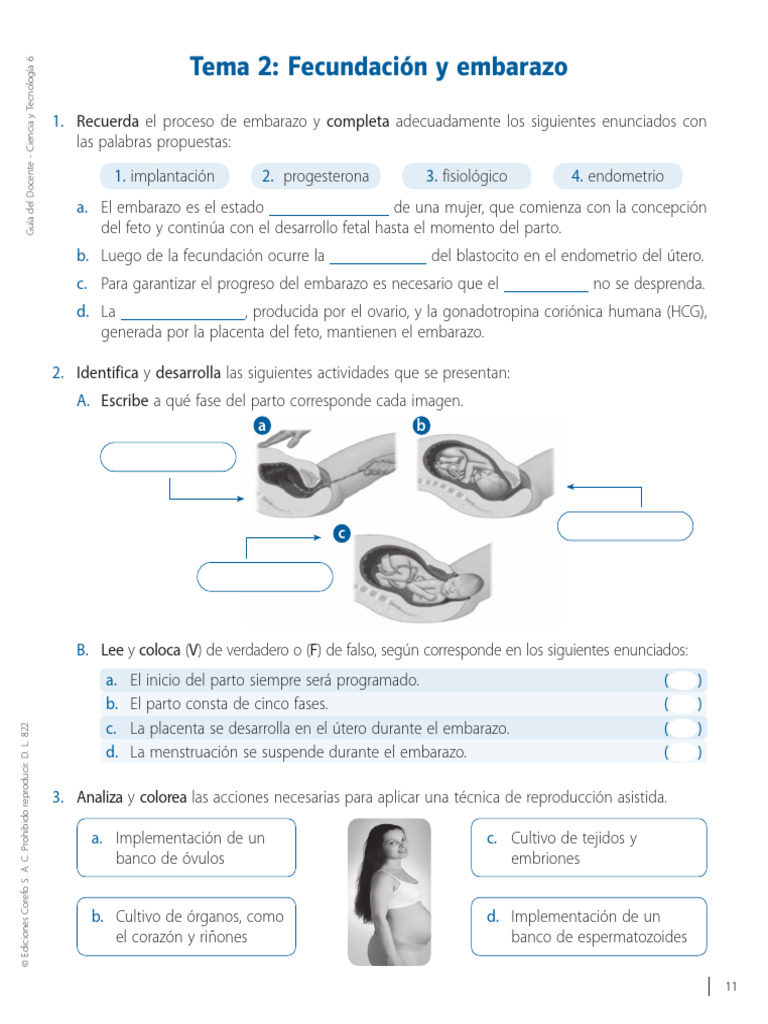 ft_-fecundación-y-embarazo | PDF | El embarazo | Placenta